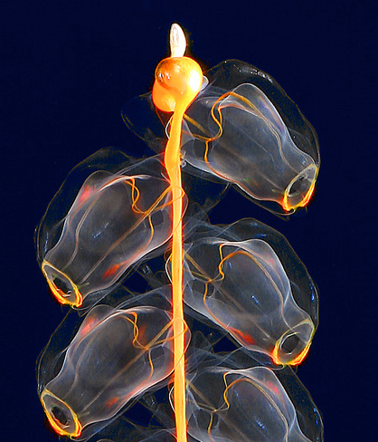 Detail of the pneumatophore of Marrus orthocanna. | The Common Naturalist