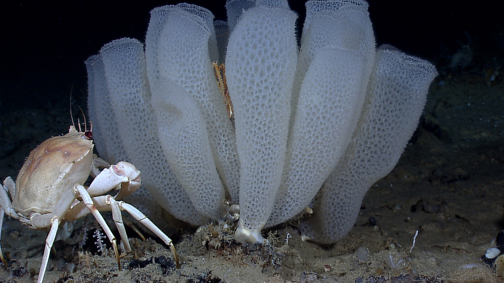 A golden crab (Chaceon fenneri) contemplates a spectacular group of ...