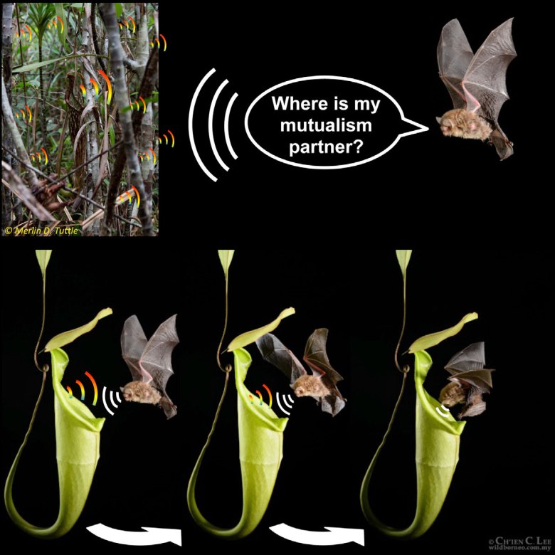 Borneo S Bats That Live In Carnivorous Plants The Common Naturalist