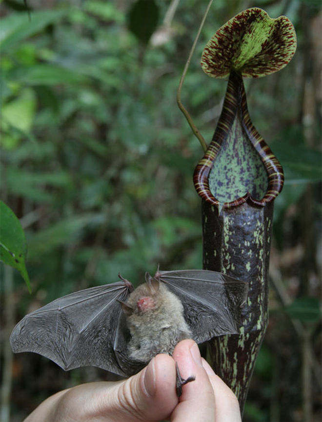 Borneo S Bats That Live In Carnivorous Plants The Common Naturalist