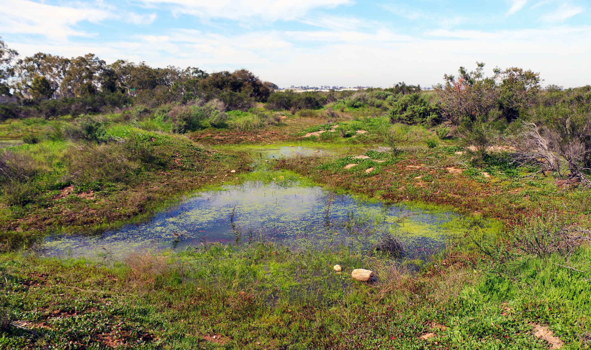 Vernal Pools In California